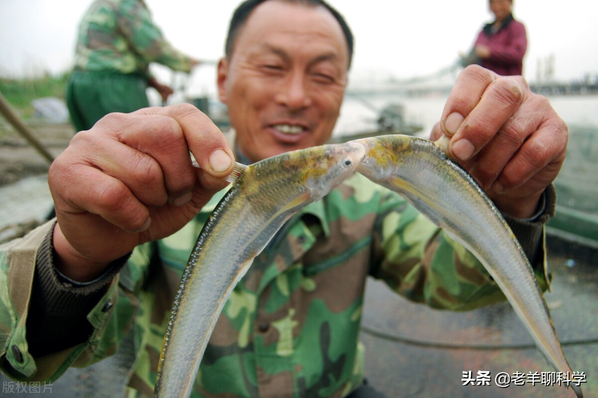 Introduce fish into invasive fish, and "willfully hybridize" with ...