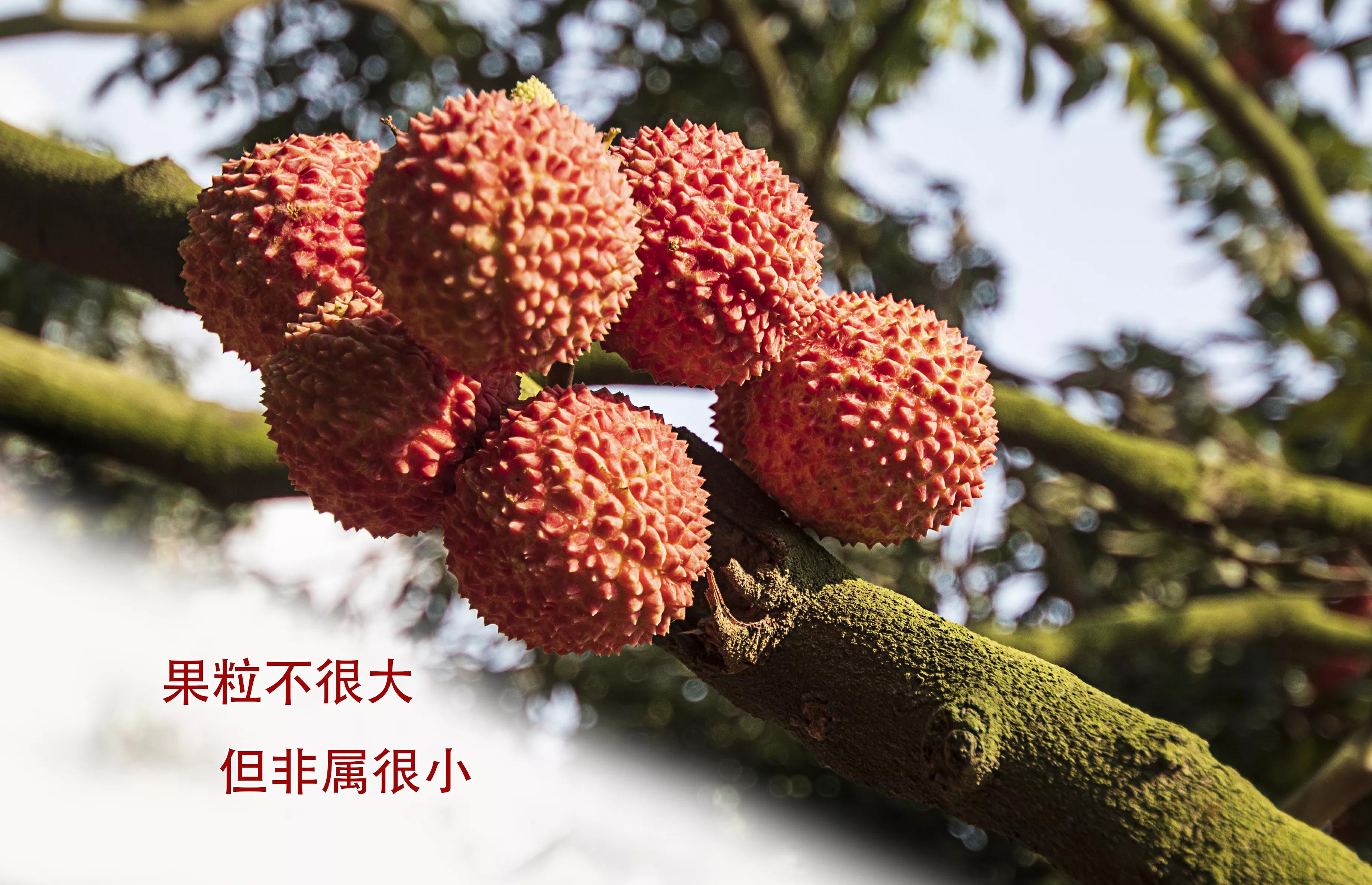 Illustration of top lychee varieties, not to be missed - iNEWS