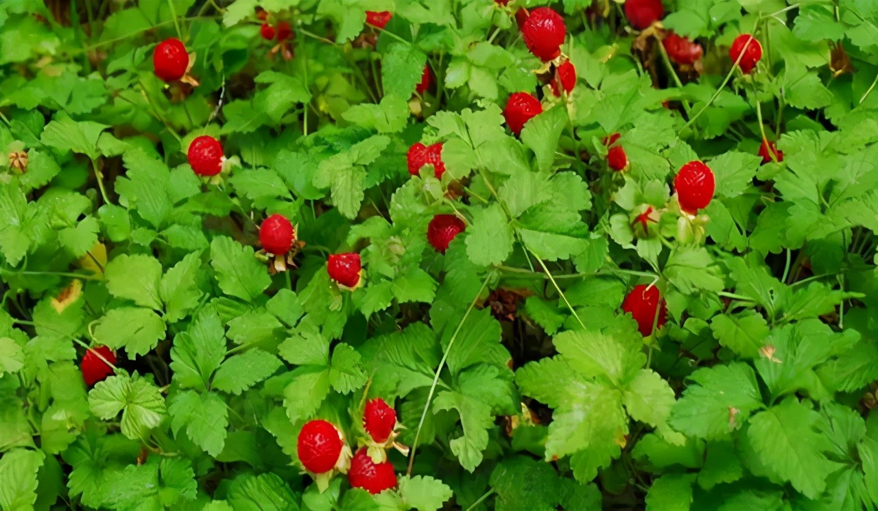 Is the legendary "Snakeberry" really poisonous? - iNEWS