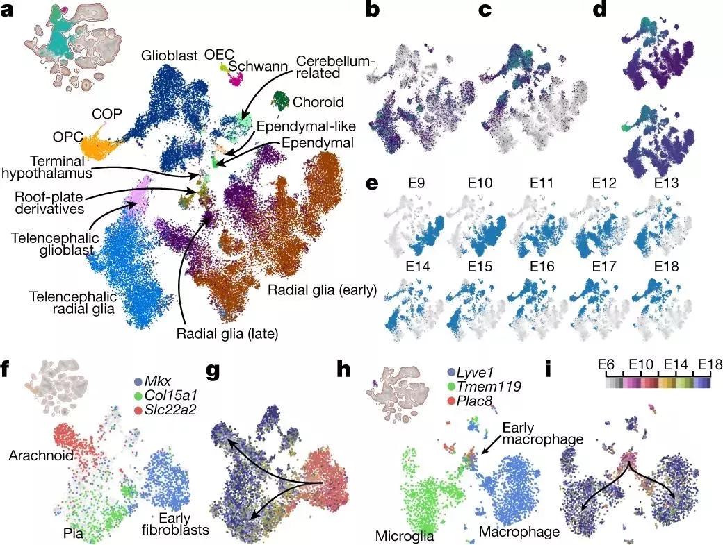 A map of the molecular structure of the developing mouse brain - iNEWS