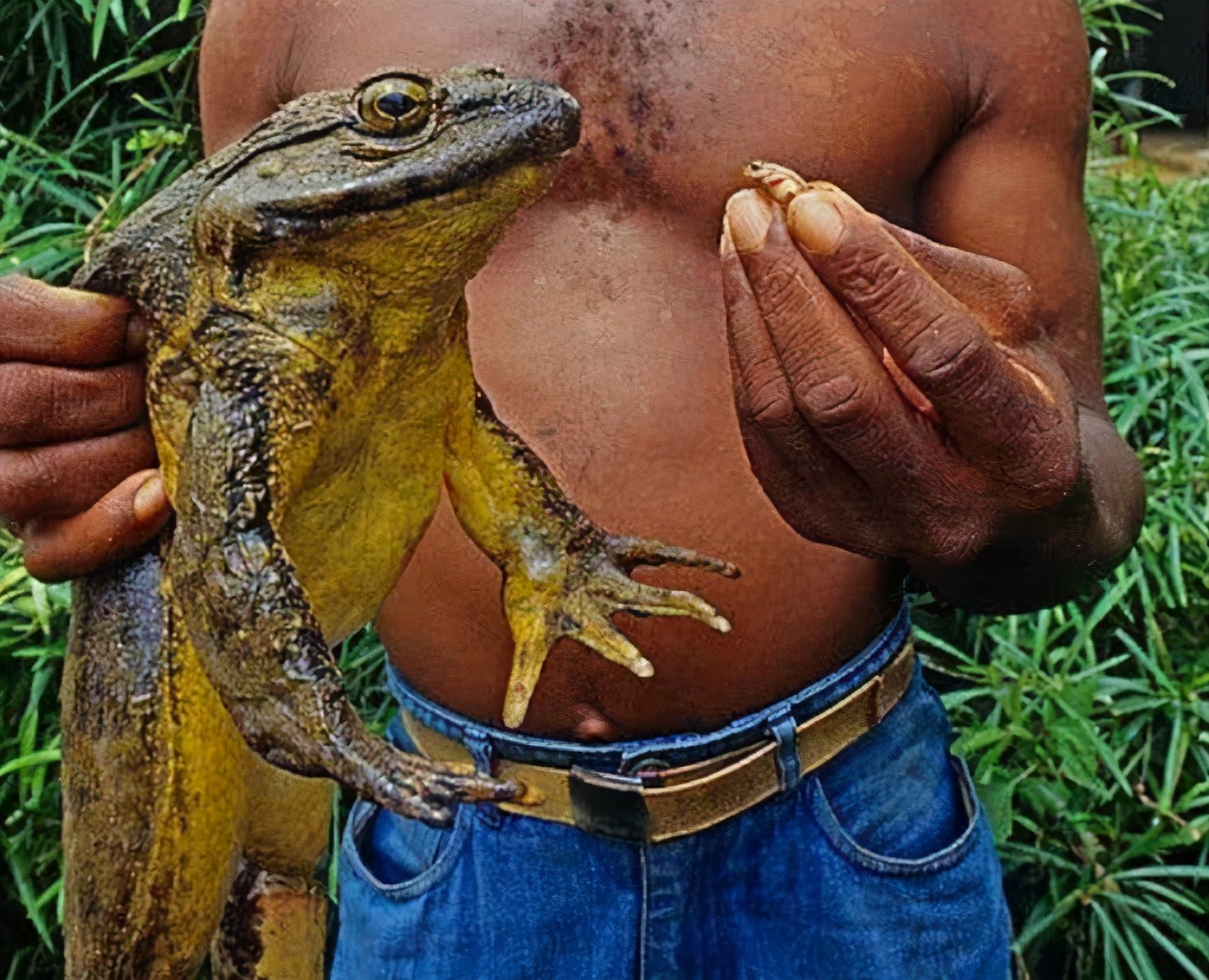 The "Tenderness of the Iron Man", the largest frog on earth, repairs nests for offspring and ...