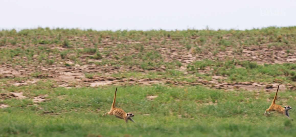 The overbearing meerkat queen, forbids sisters and daughters to ...