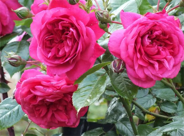 Don't worry about the white spots on the rose stems, trim and disinfect ...