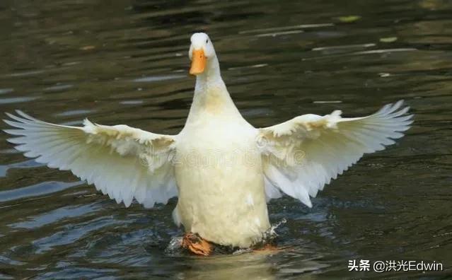 Why does raising geese prevent snakes? Can goose dung really kill ...