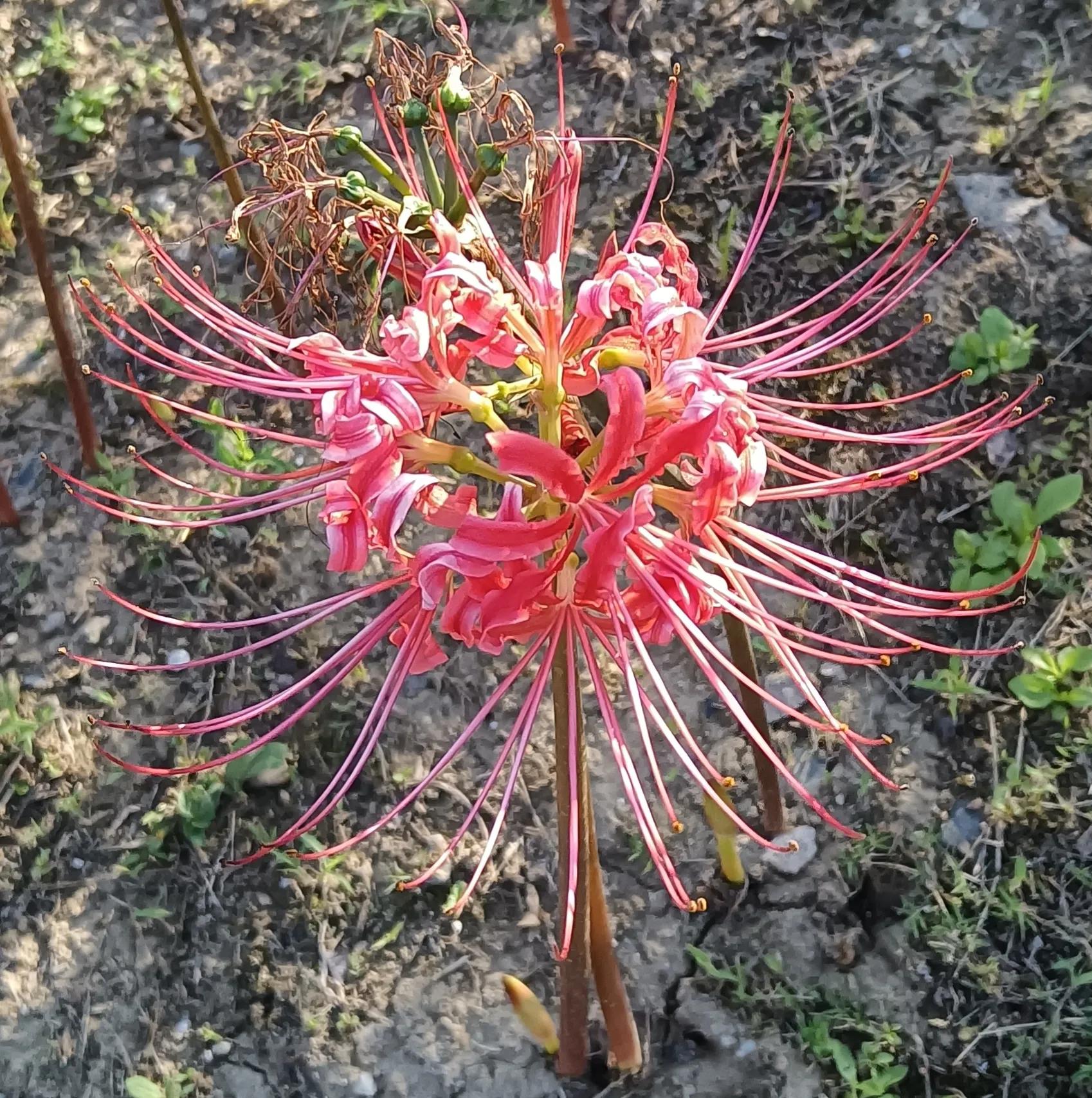 Nature is different (3) Higan Flower - iNEWS