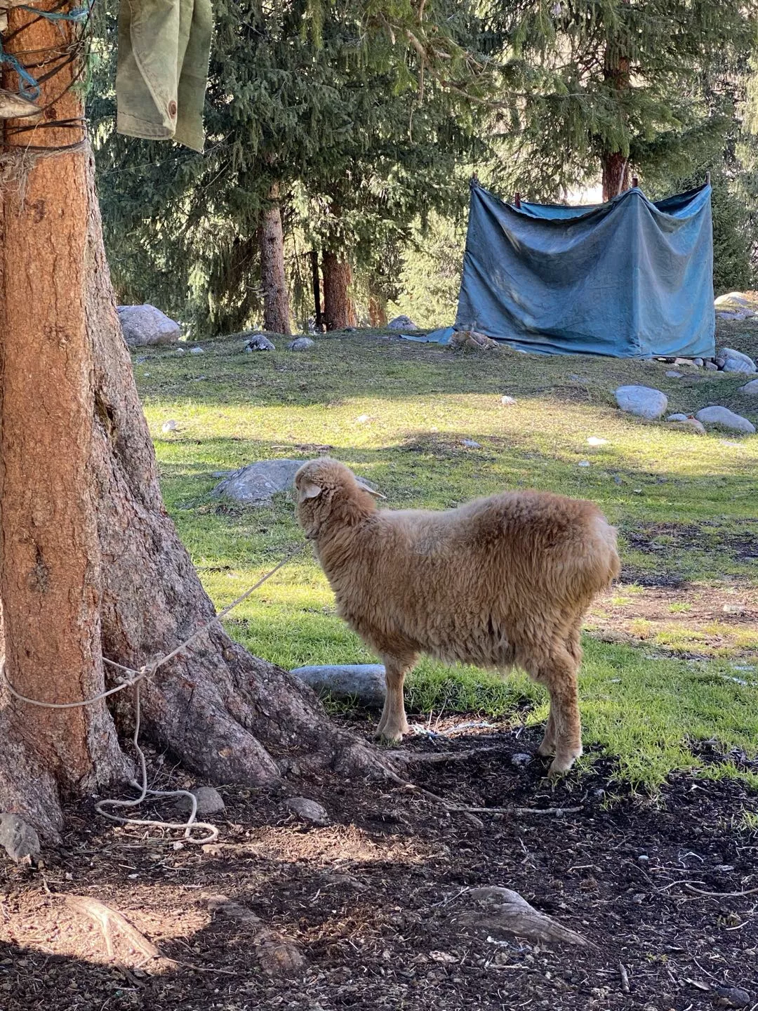 What does Xinjiang smell like?(Lamb) - iNEWS