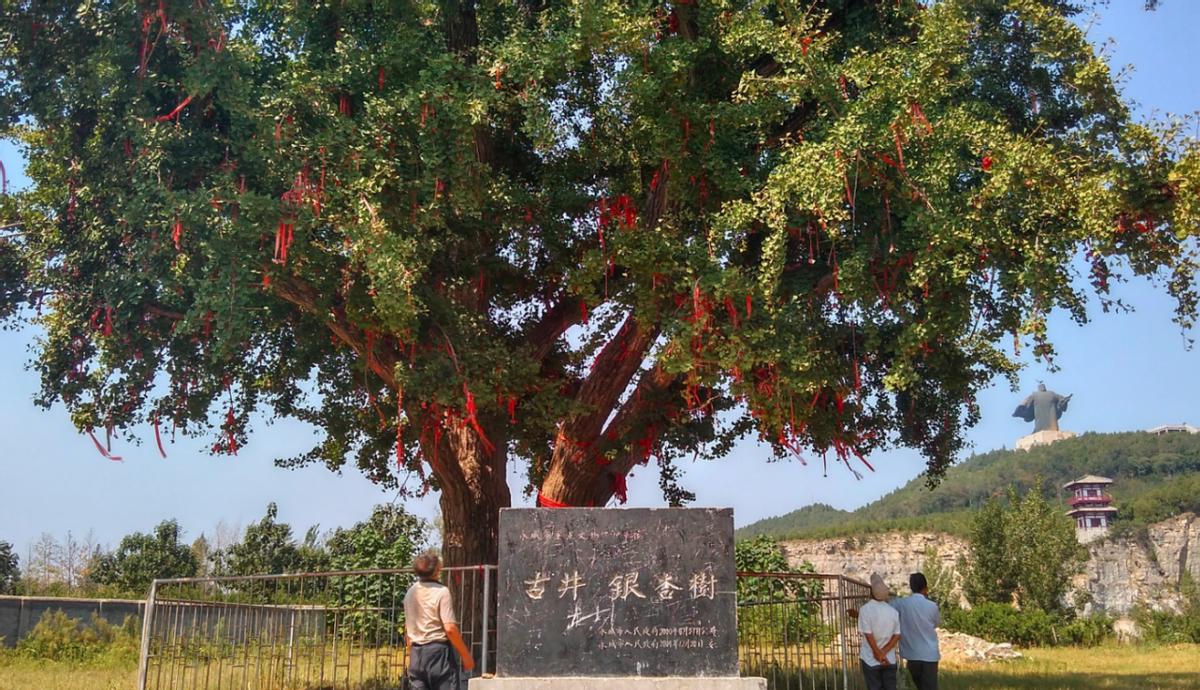 The six best old trees in Shangqiu are regarded as "sacred trees" by ...