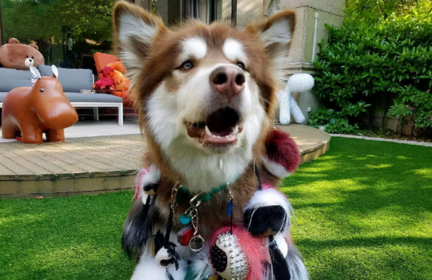 Wang Sicong's dog nanny, Zhao Ziyi, has survived countless internet ...