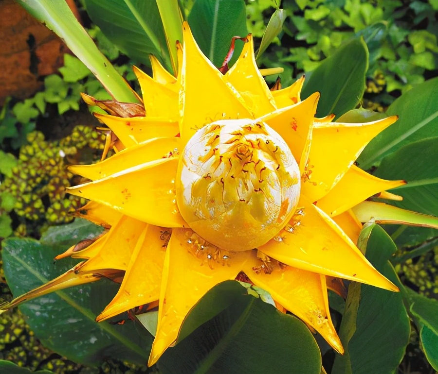 7 kinds of "long-lasting flowers", which grow fast and bloom more ...