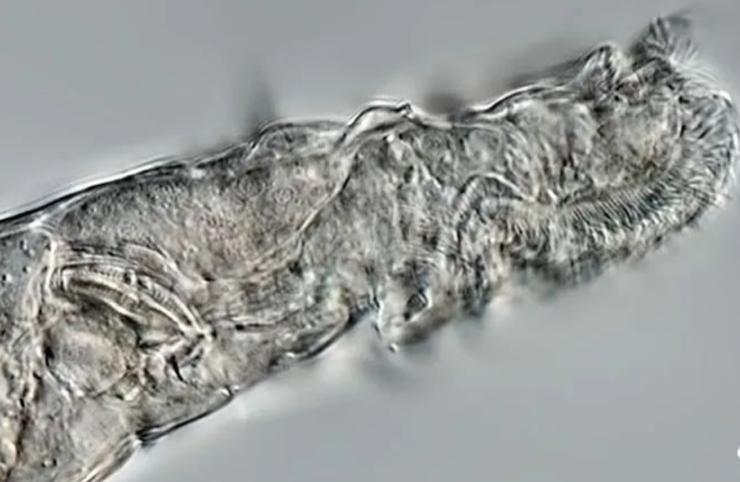 For the first time in the world!Scientists thaw and resurrected ...