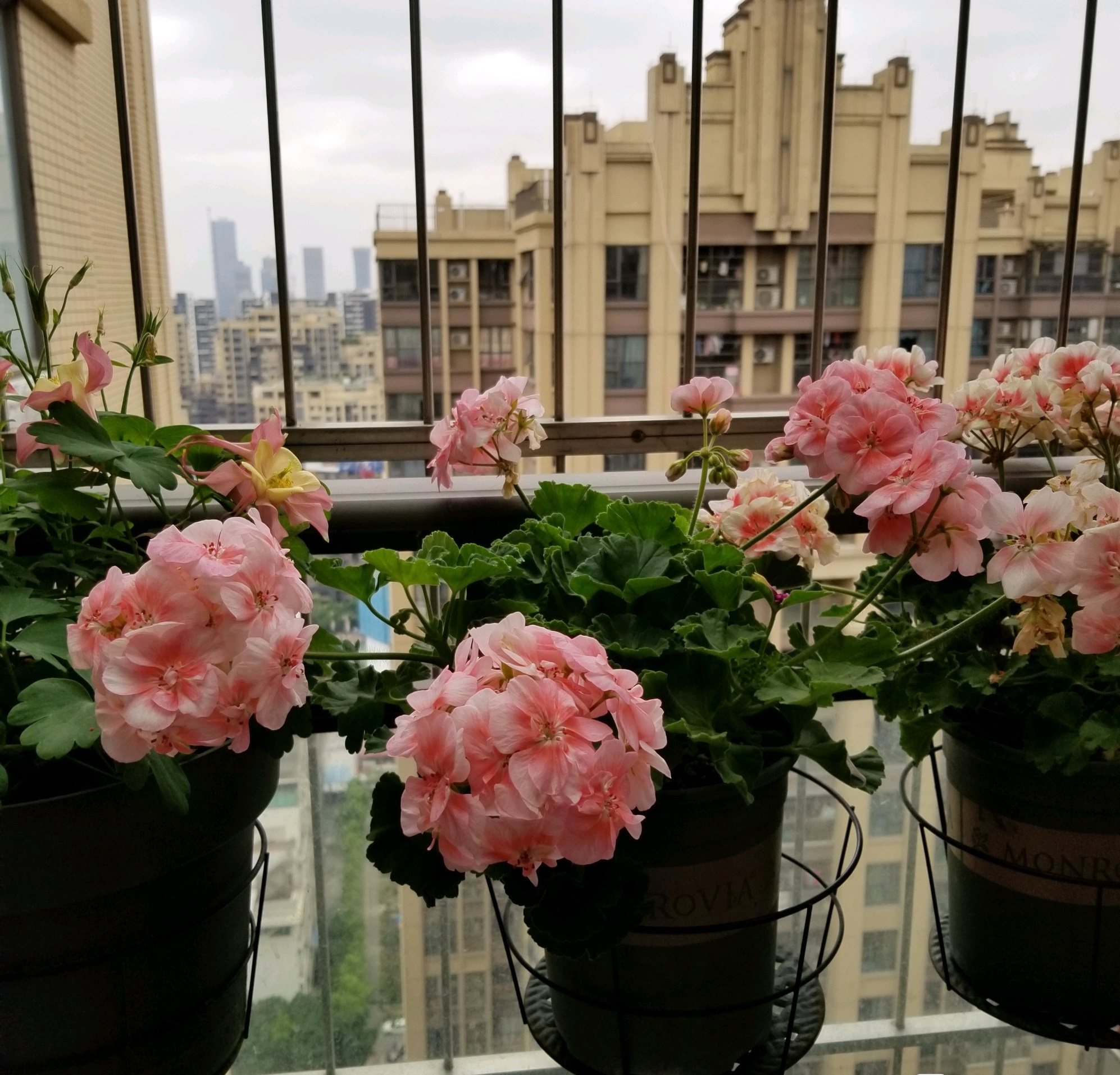 The "princess" of the geranium world, with high appearance and easy ...