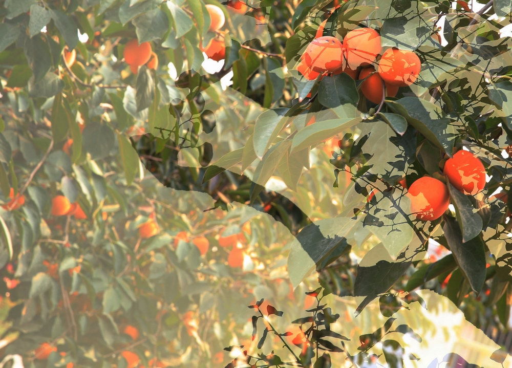 A glimpse of the golden persimmon and persimmon village - iNEWS