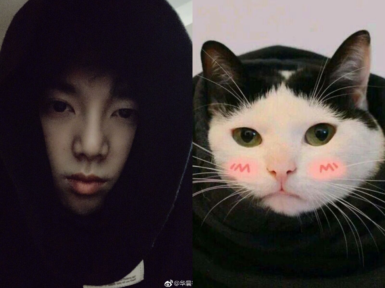 About the fact that Hua Chenyu is a cat: Hey!Did you find me? - iMedia