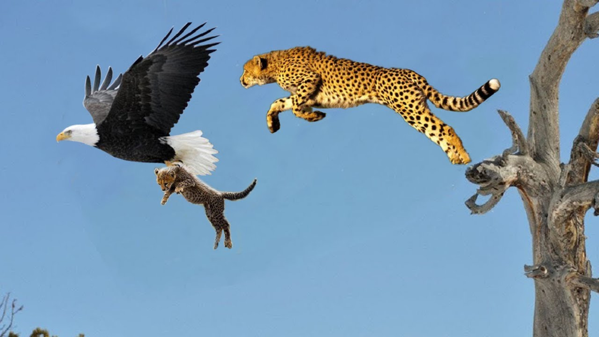 The eagle hunts and kills the leopard cubs, but the leopard mother ...