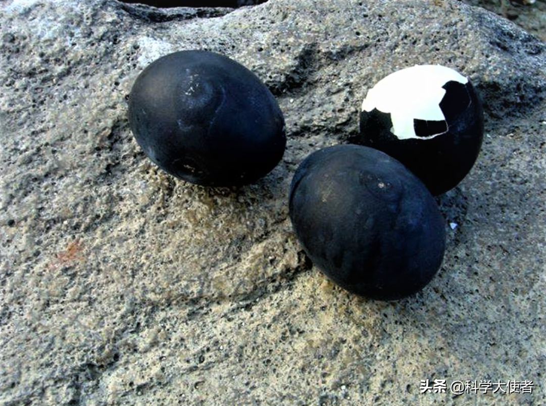 Indonesia's rare "Lamborghini chicken": worth up to 16,000, collectors ...