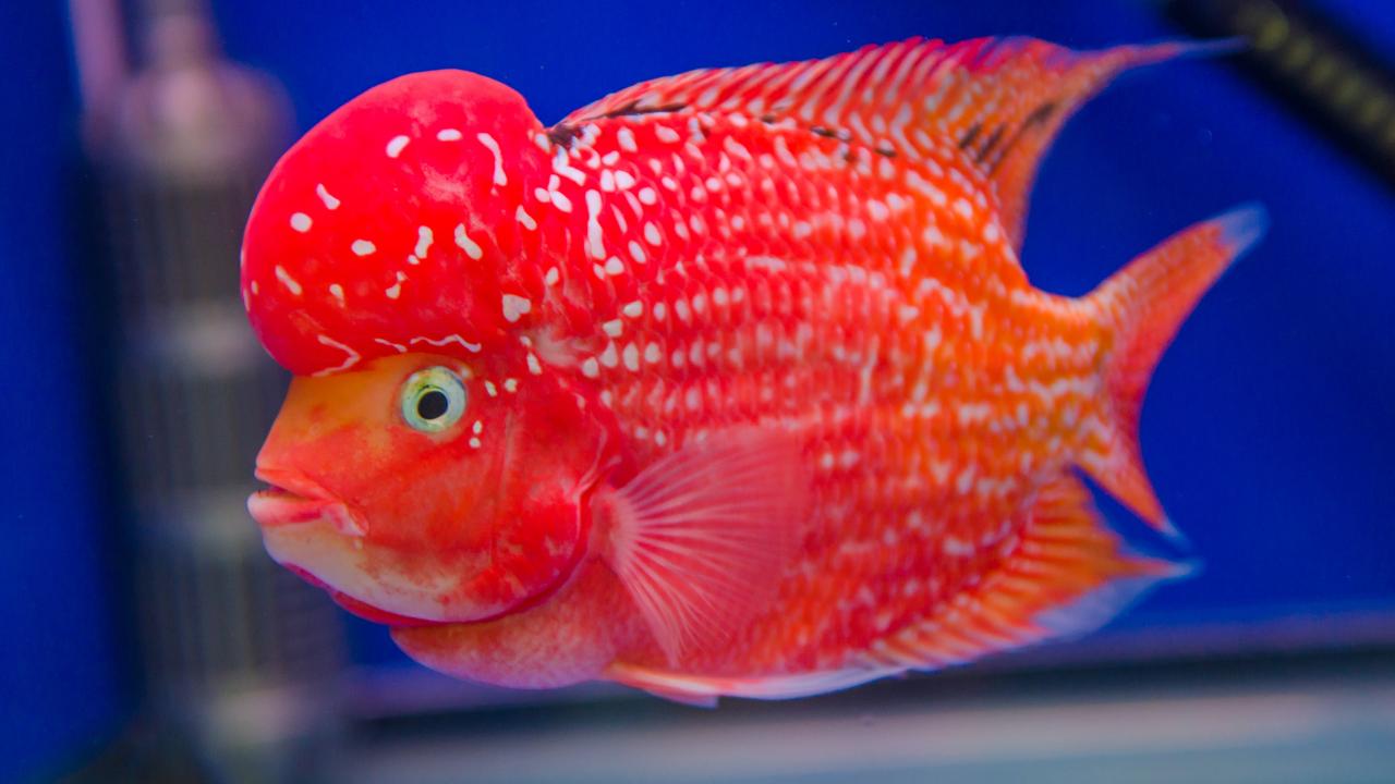 What do Luo Hanyu eat?How to enhance the color of Luohan fish? - iNEWS