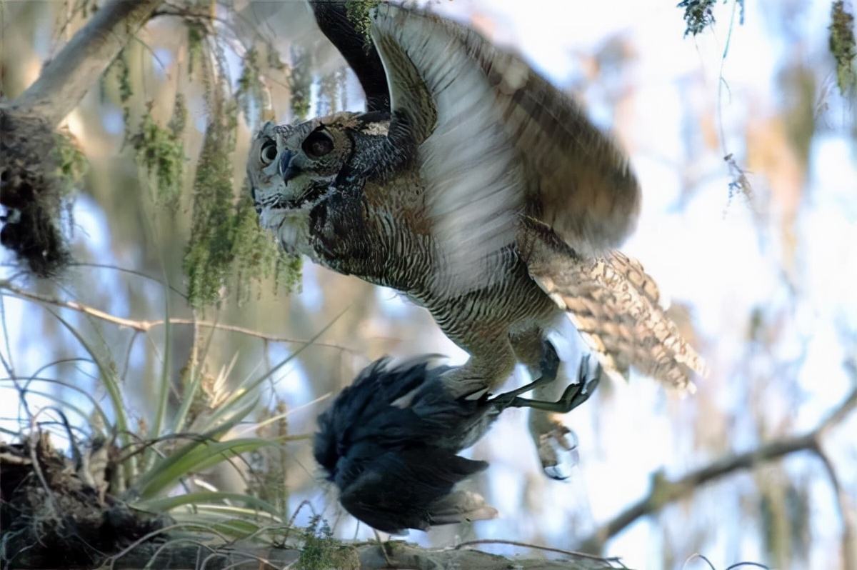 Owls never build their own nests, they all snatch them. Why?Fighting ...