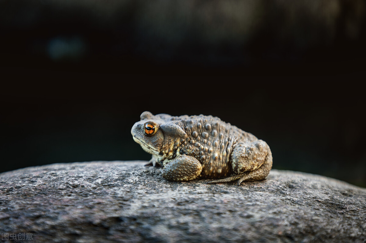 Why is the Chinese "Frog Princess" forgotten, but the foreign "Frog ...