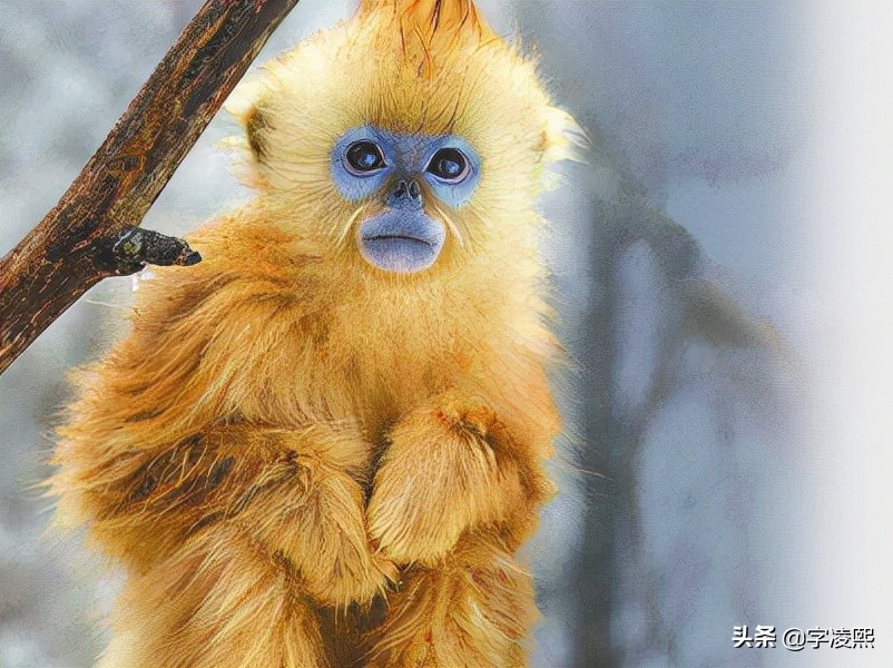 The three most beautiful golden monkeys in China is the Yunnan golden ...