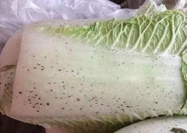 What are the "little black spots" on Chinese cabbage and can they be ...