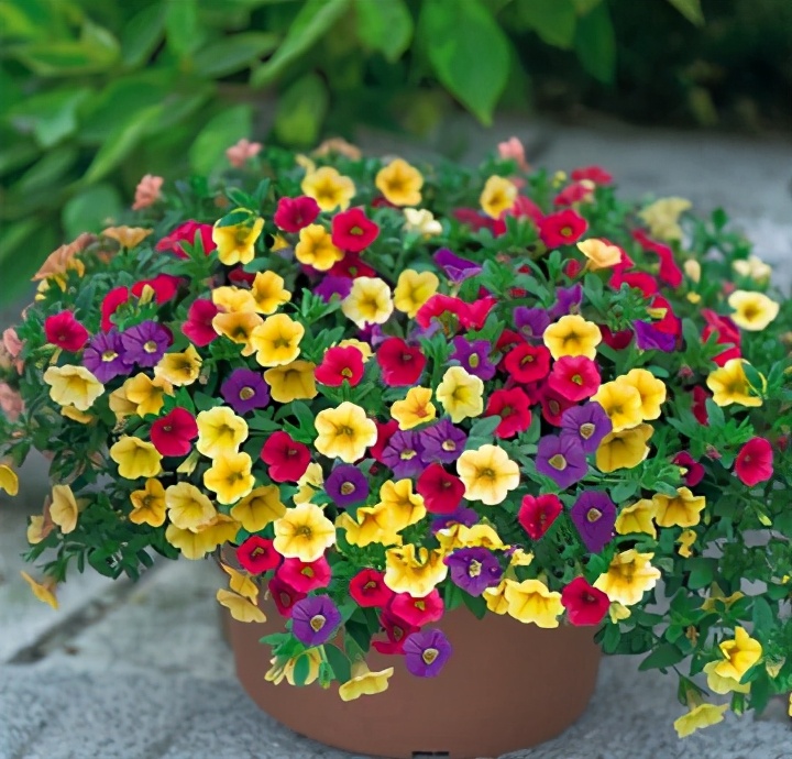 Flower growers fertilize in spring, remember one sentence "Early ...