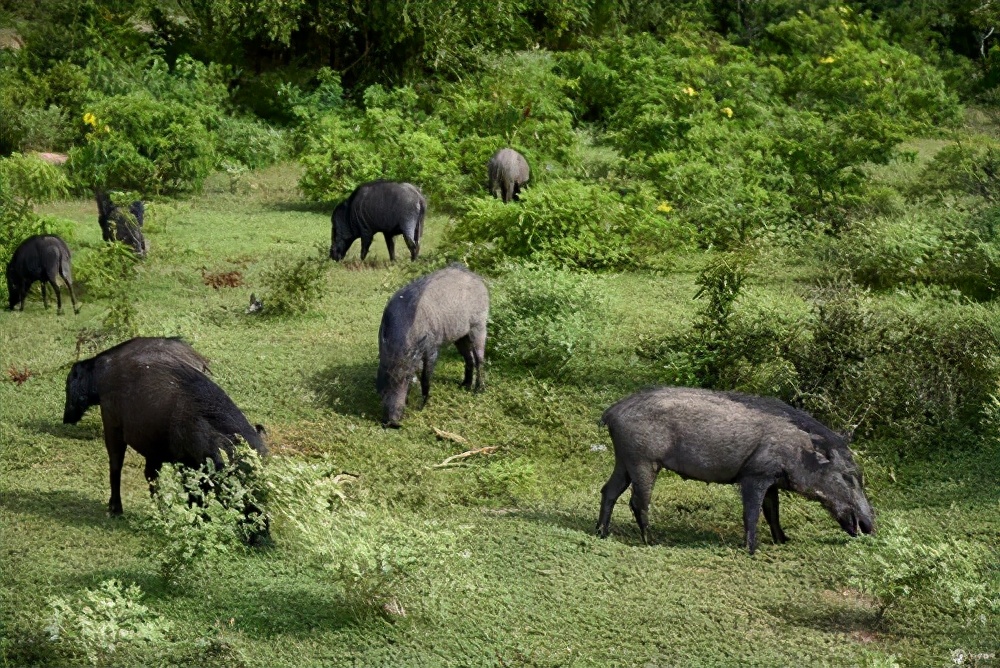 The Chinese wild boar has skyrocketed in a rocket-like manner and is ...