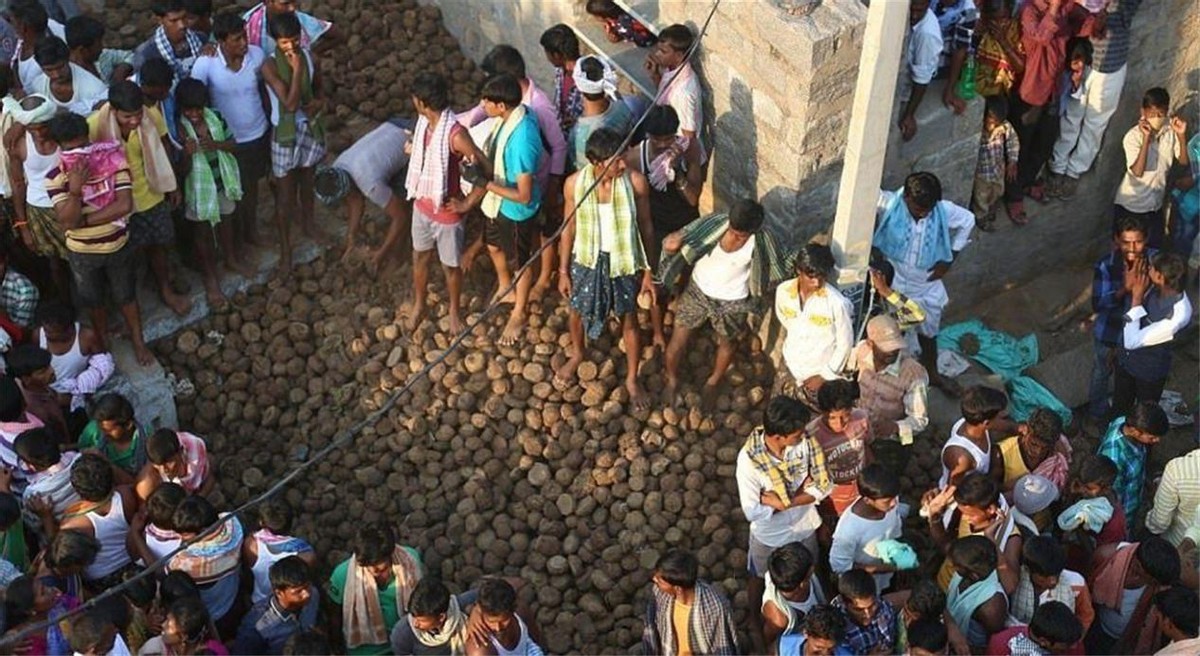 Throwing cow dung at each other at the wonderful Indian “dung-splashing ...