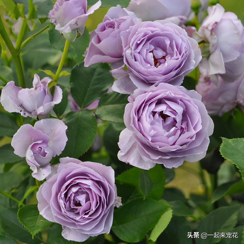 There are 4 fears of the blue storm rose, avoid it in time, the ...