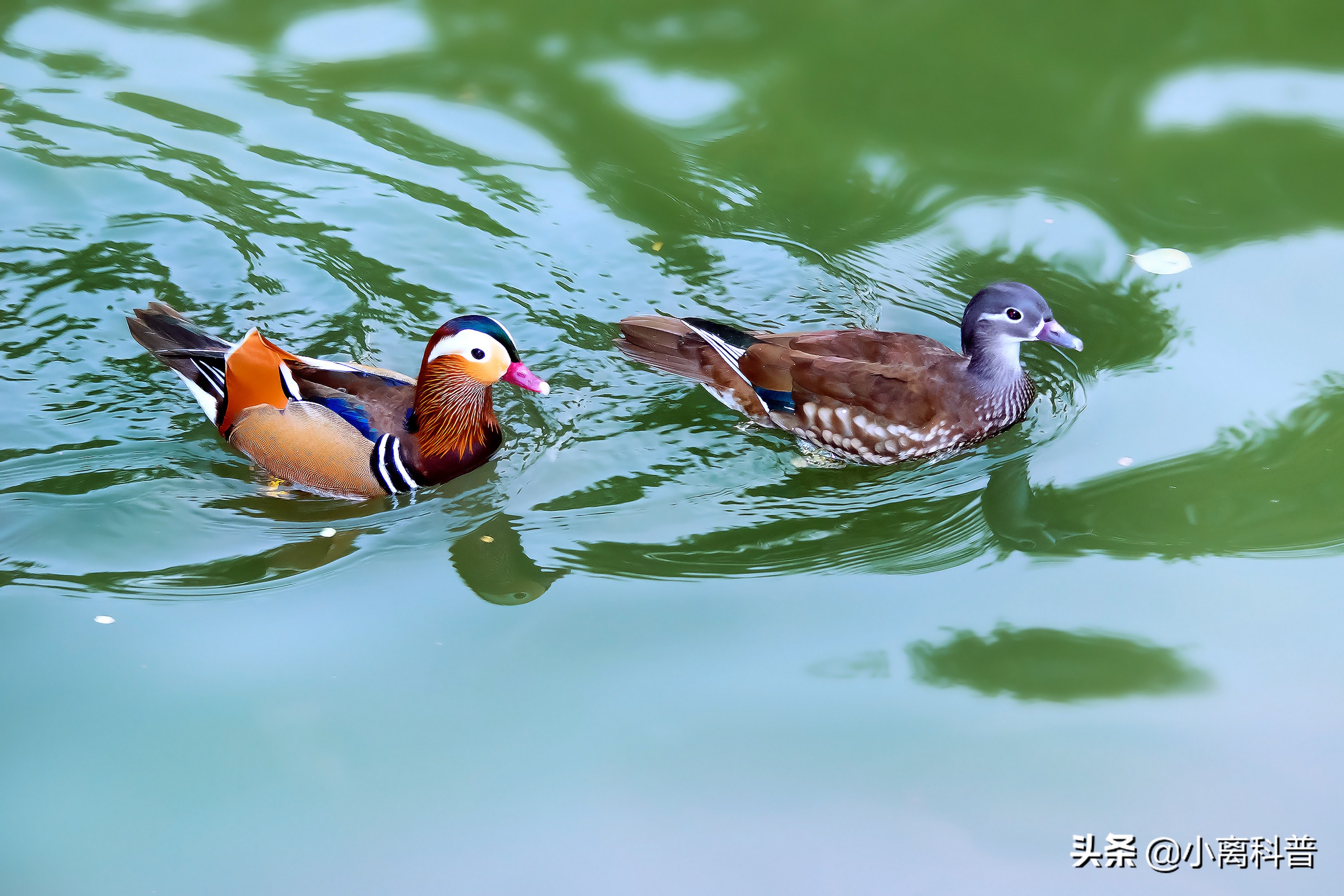 The mandarin duck that symbolizes love turned out to be a "scum". Which ...