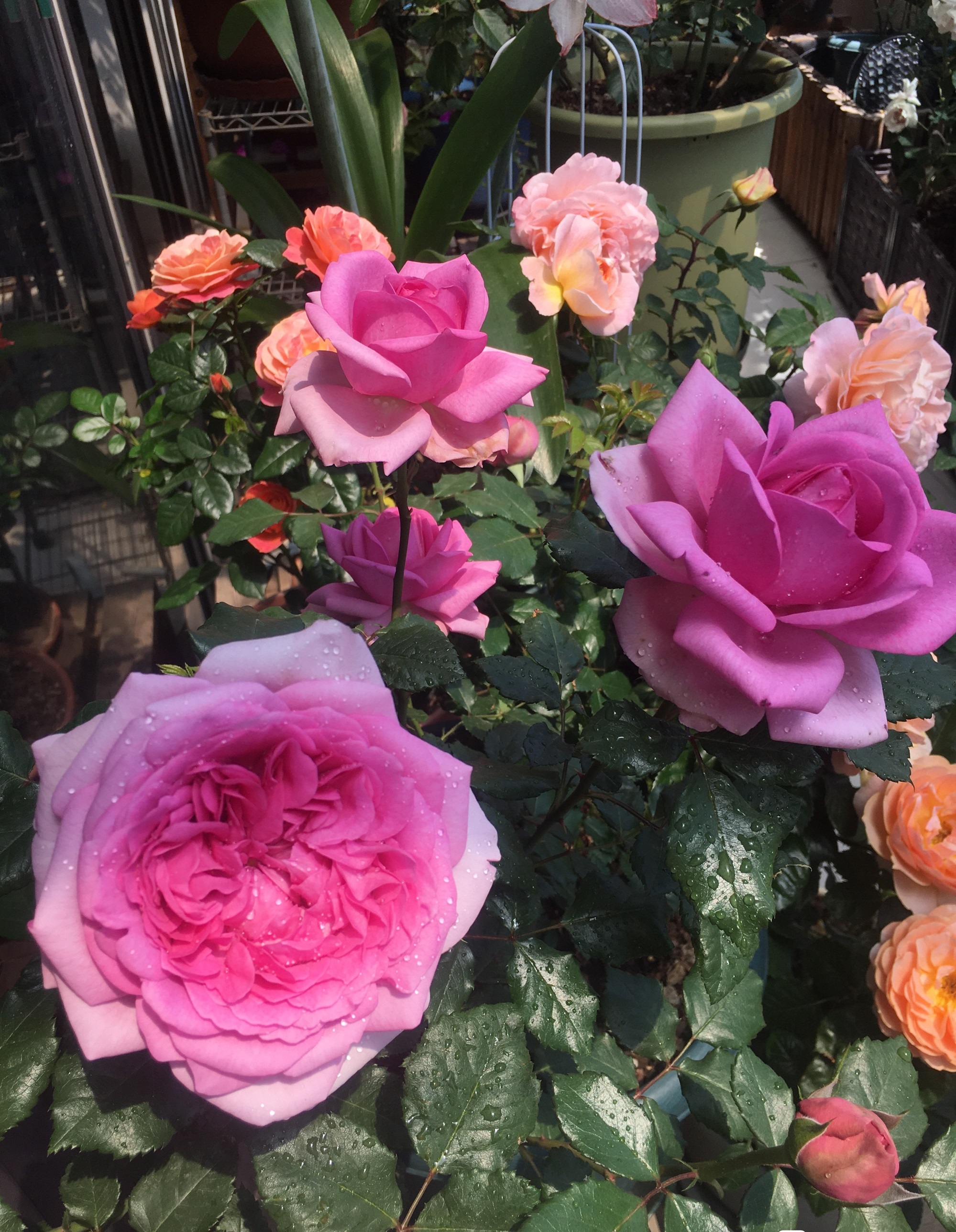 Rose flower "Pompadour"-a collection of flower viewing and smelling ...