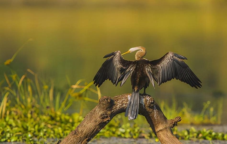 What does this signify that a "sacred bird descended from the sky ...