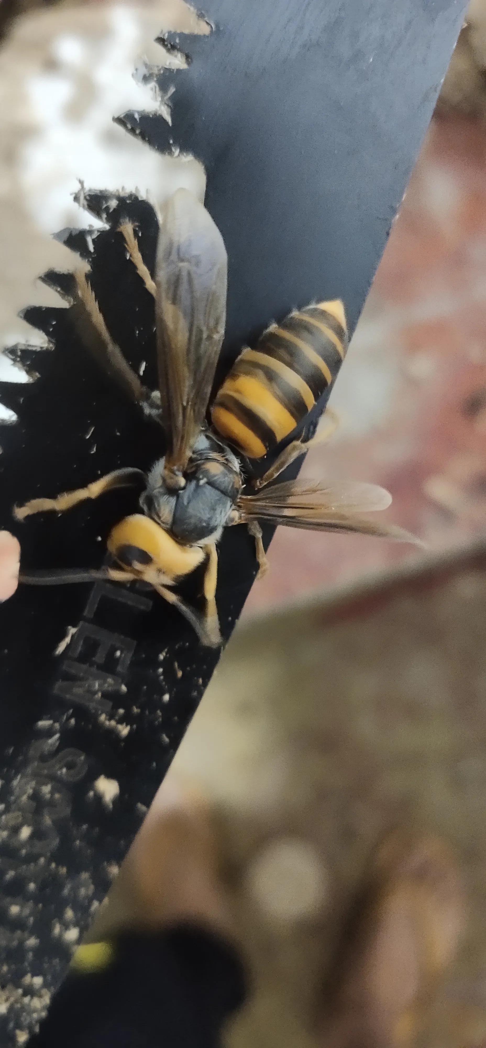 Is this a bumblebee so scary? - iNEWS