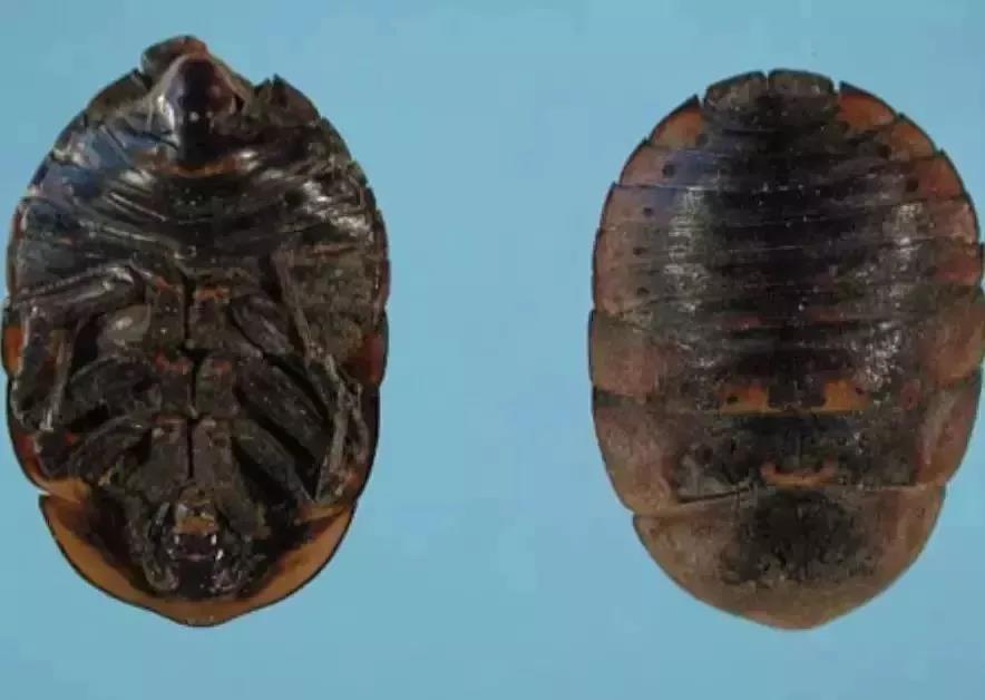 Studying Chinese Medicine Blindly Every Day——Soiled Turtle Worm - iNEWS