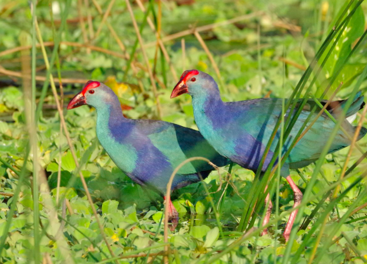 Purple water chickens invaded the United States, and they are flooding ...