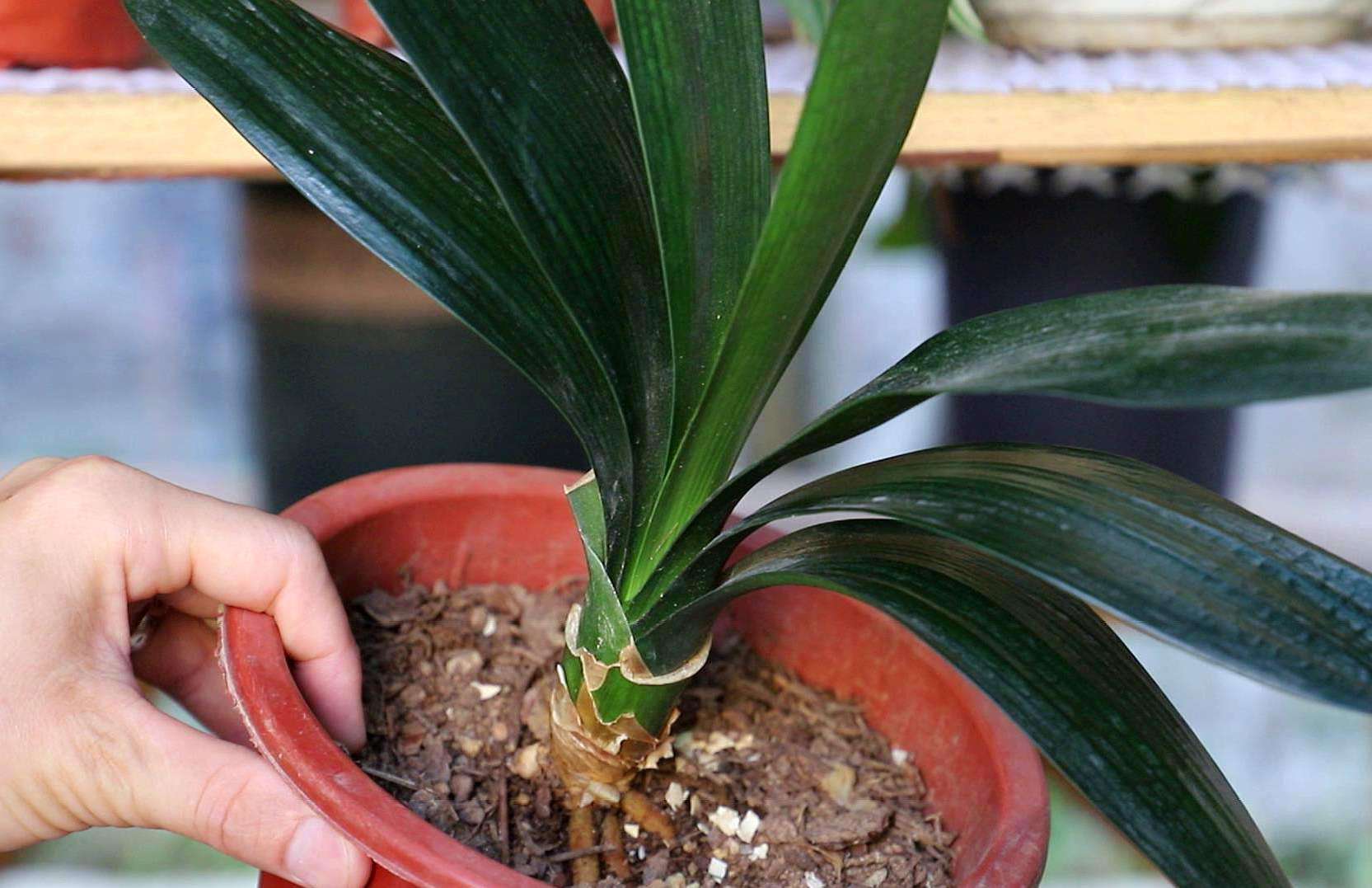 Jun Zilan Spring "Turn the Pot", the flower pot is paying attention to ...