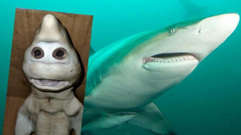A shark with a human face was discovered in Indonesia: Is it the ...
