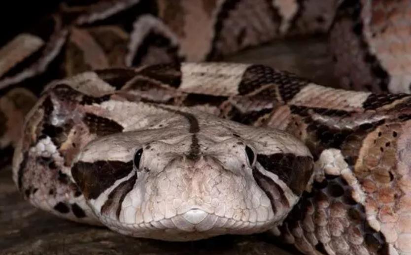 Counting the most "lazy" snakes in the snake world: Is "lazy" just an ...