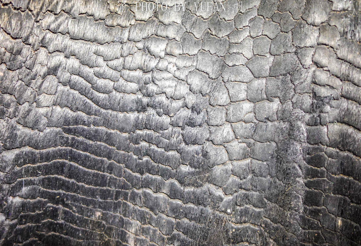 The world's largest golden nanmu tree is 4,300 years old. Unfortunately ...