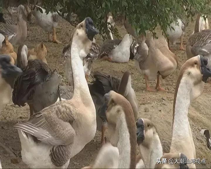 Take you to understand Sunan Braised Goose - iNEWS