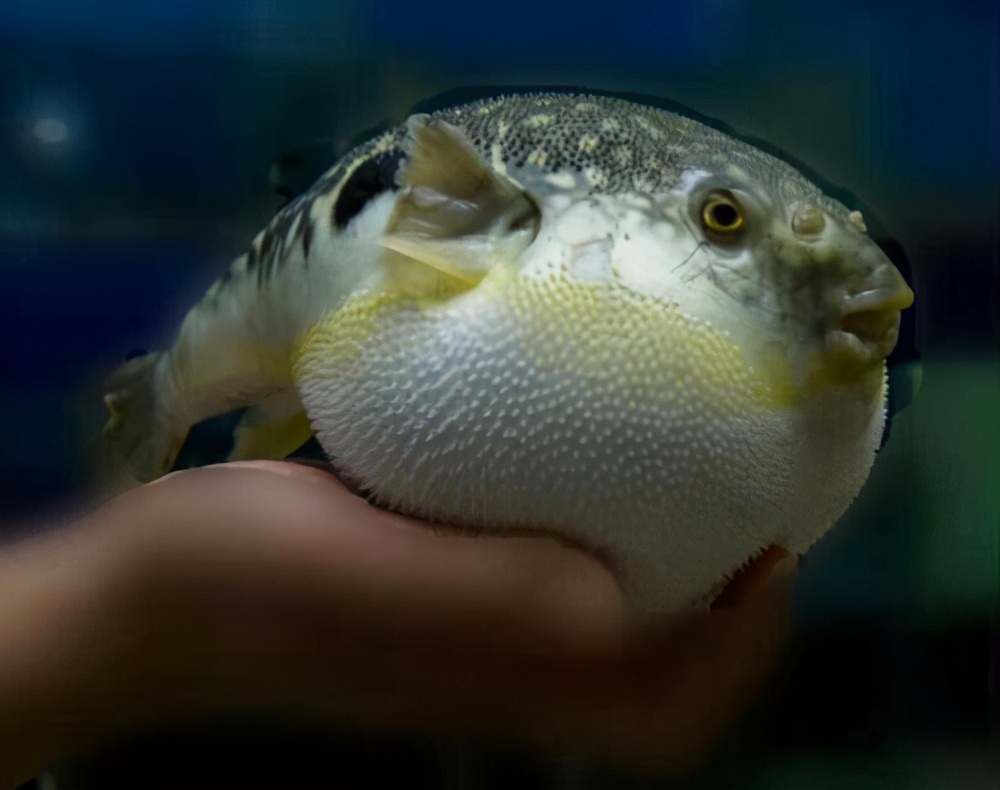 The "dilemma" of the Yangtze pufferfish: $300,000 per gram of toxin ...