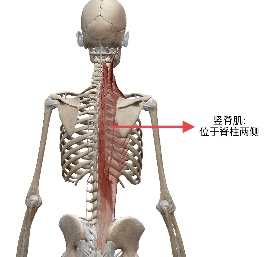 5 best lower back training to improve stability and strength! Prevent ...