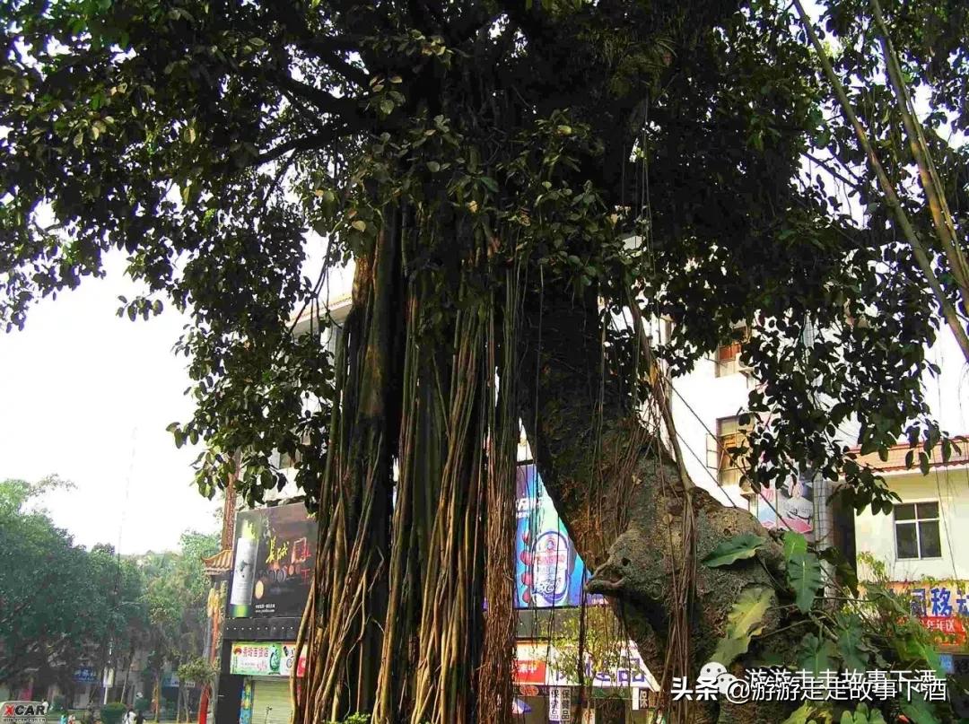 Yunnan Free Tour 10: Little Burmese Beauty, Mangshi Tree Pagoda - iNEWS
