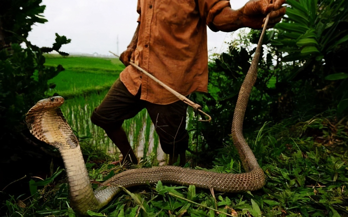 It is said that if you hit a snake and hit seven inches, will the snake ...