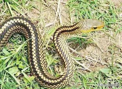 The confrontation between the cauliflower snake and the five-step snake ...