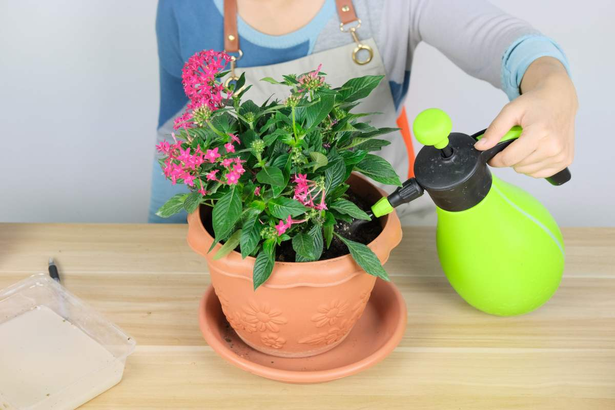Newbies must see! Plant watering rules, learn how to grow and prosper ...