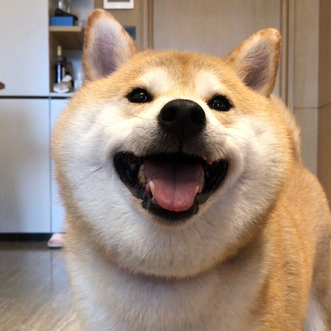 How much is Chengdu and Chongqing Shiba Inu?Where can I buy Shiba Inu ...