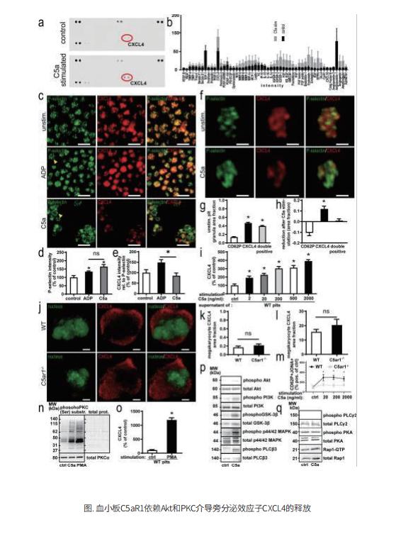 Mechanism of C5a/C5aR1 axis controlling tissue neovascularization - iNEWS