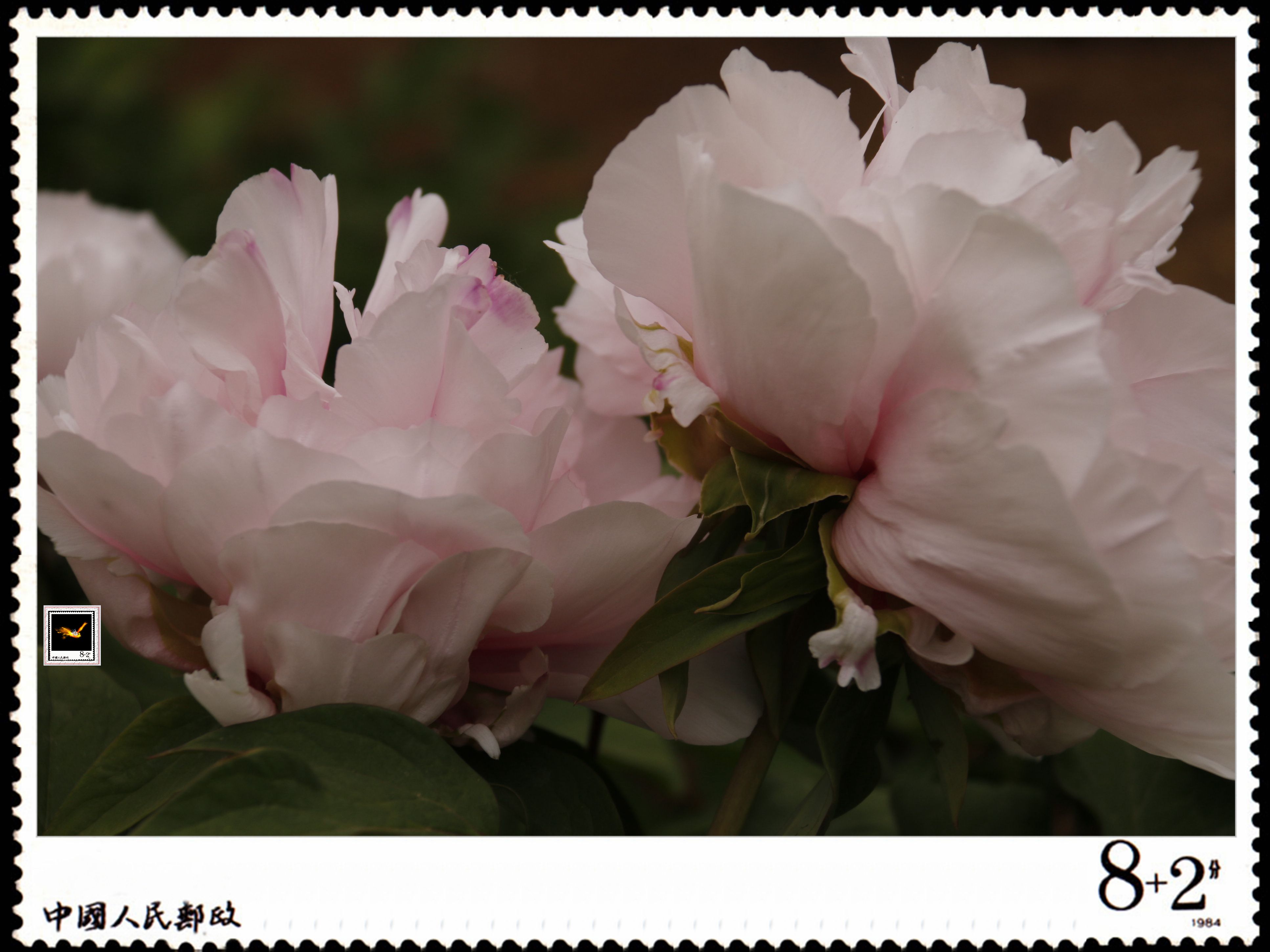 Prose Poem ︱ Peony (Original) - iNEWS