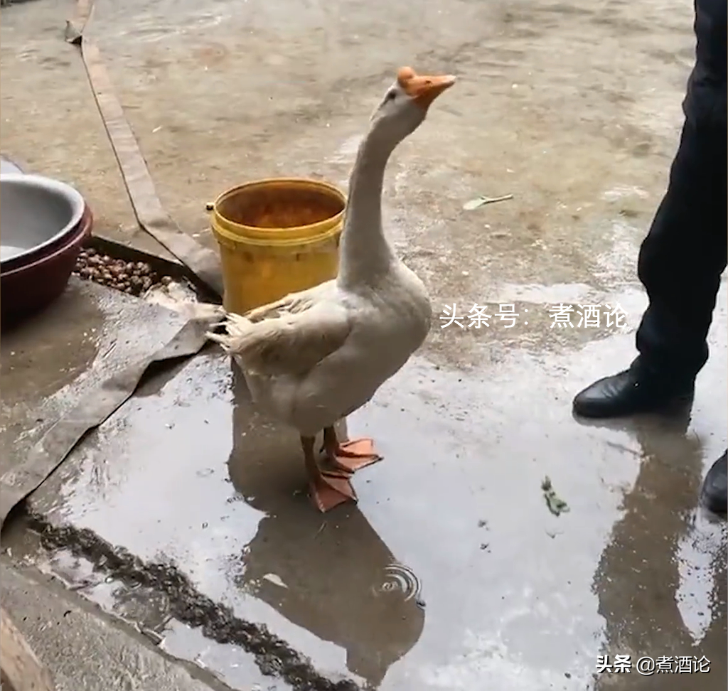 The big white goose was vomiting blood when the owner said that he ...