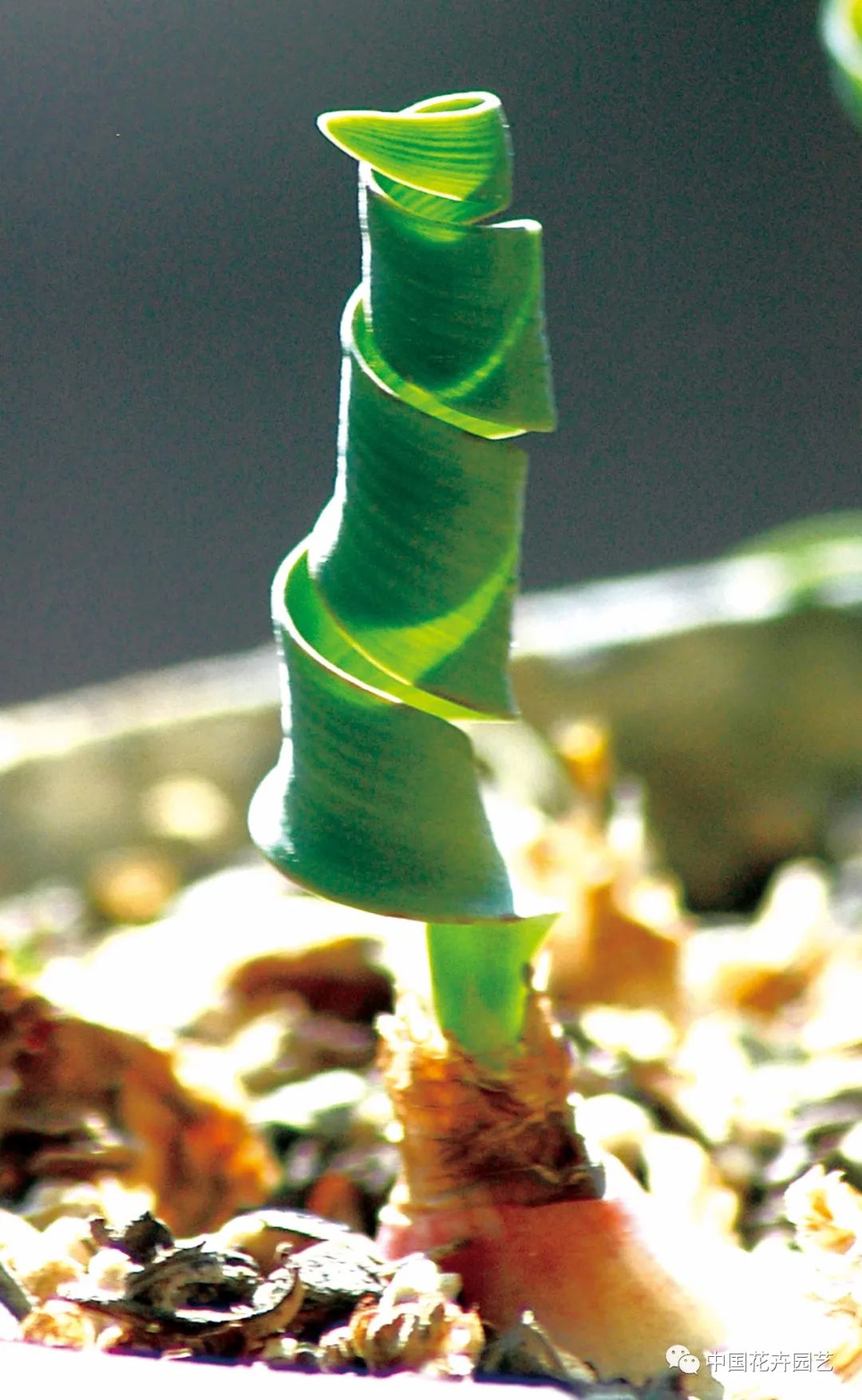 Cultivated flowers - iNEWS